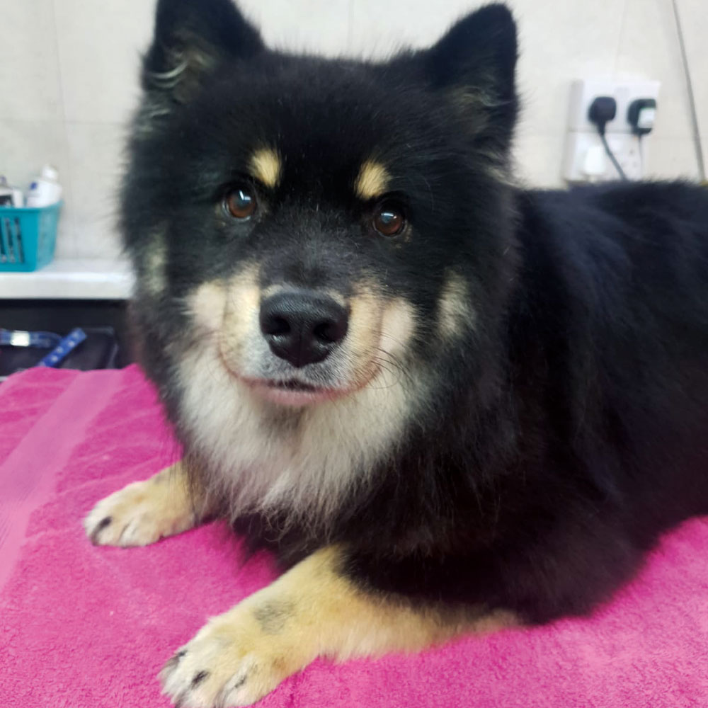 What Breed Is Ldshadowladys Dog